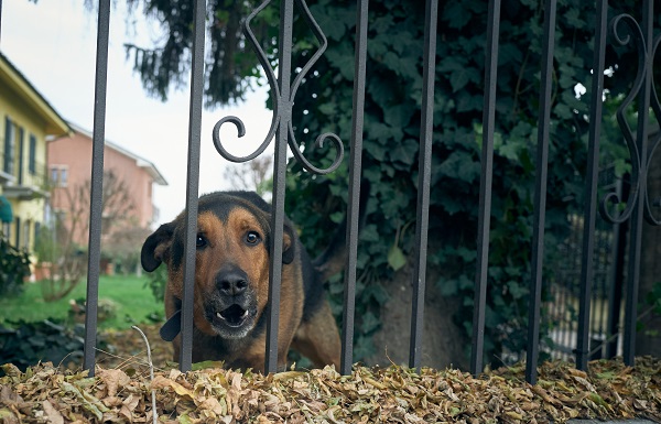 How Unsecured Dogs Put Mail Carriers At Risk | The Scott Law Firm, PLLC